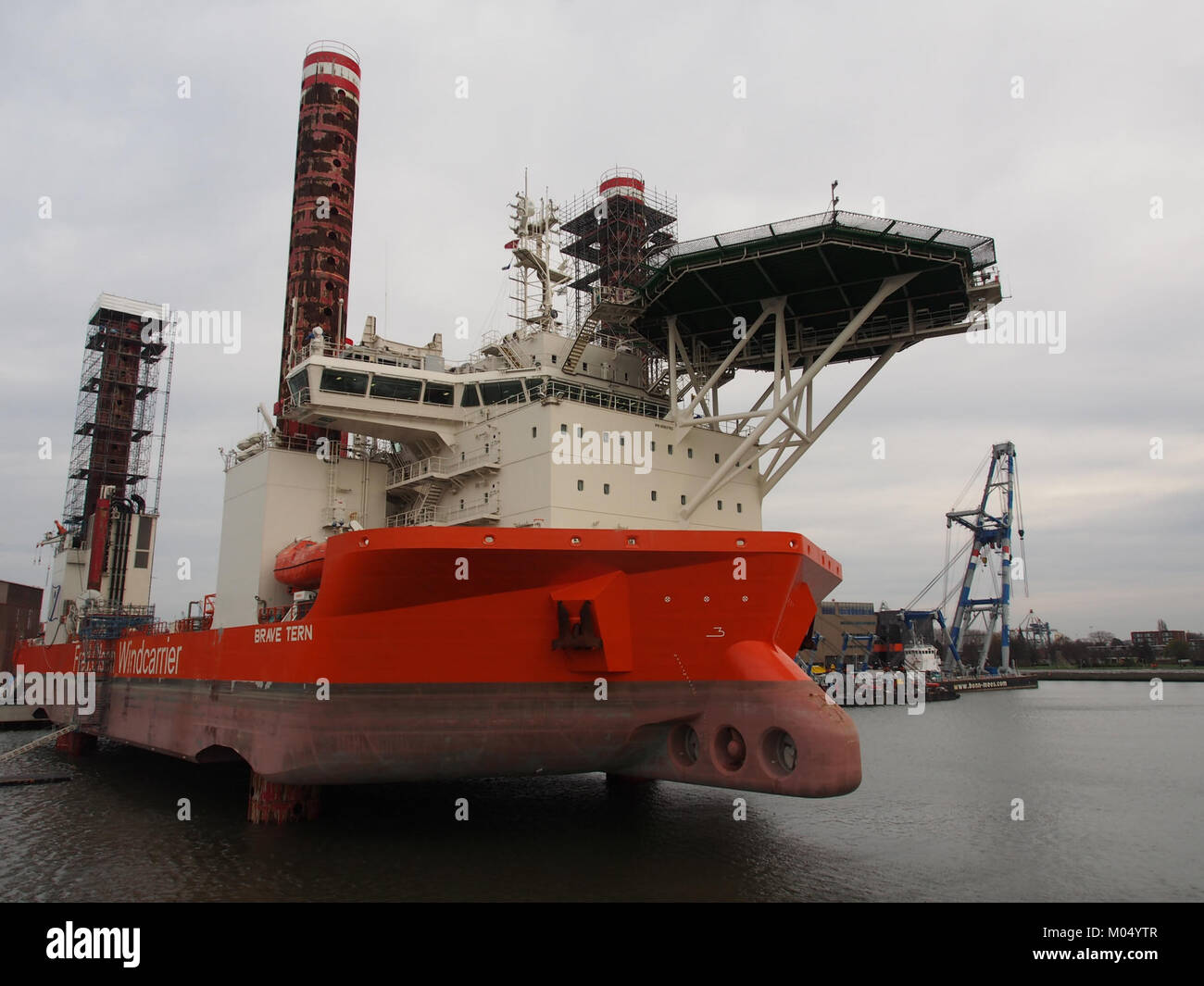 Brave tern hi-res stock photography and images - Alamy