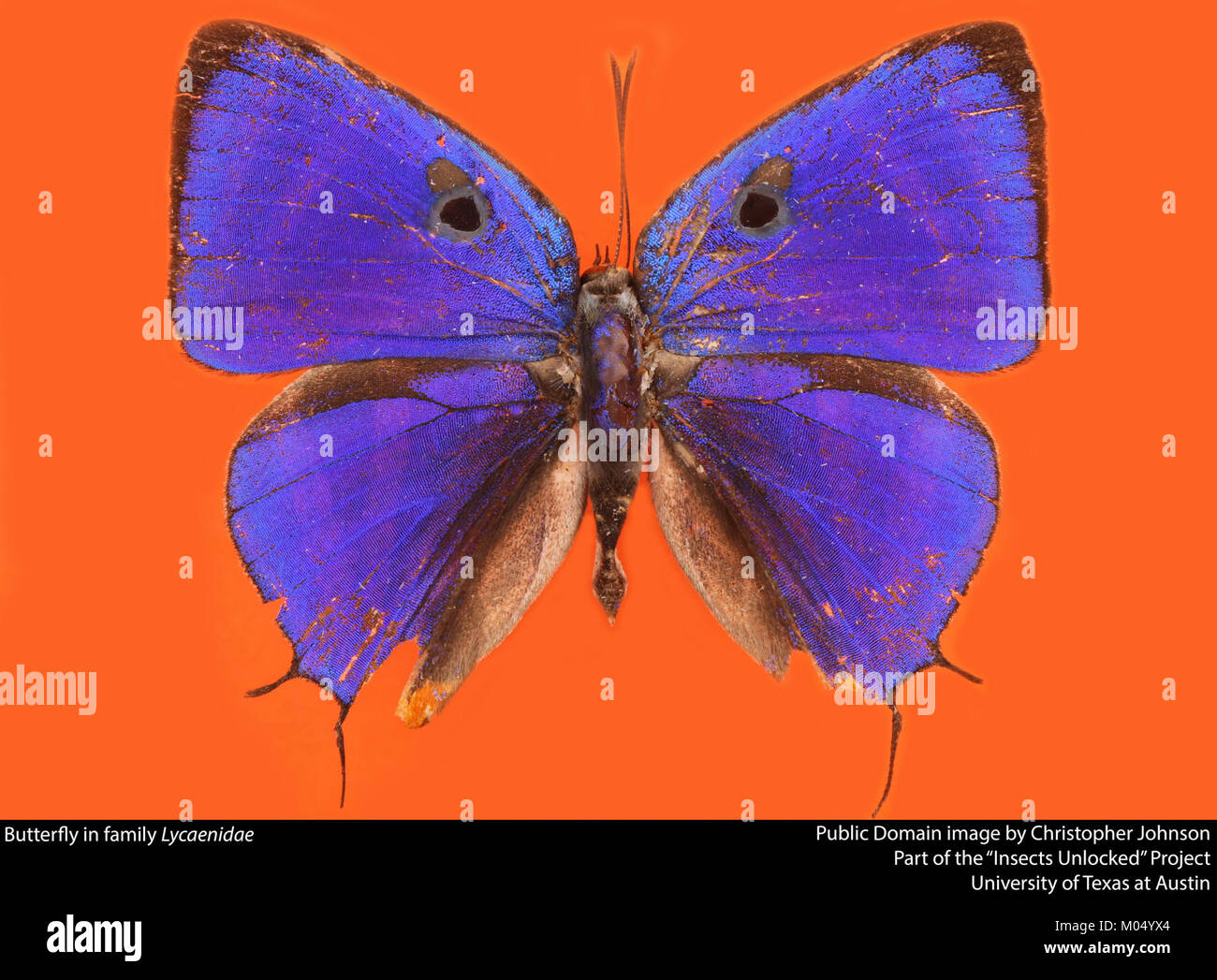 Gossamer winged butterfly family hi-res stock photography and images ...