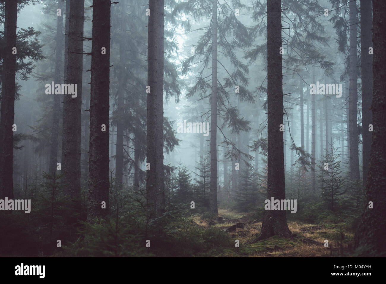 Brown Tree In The Forest-48694 Stock Photo - Alamy