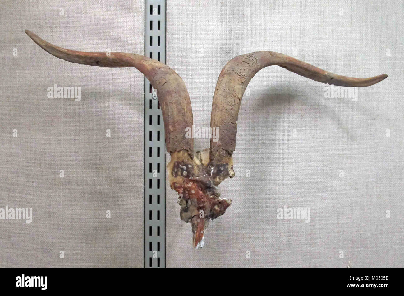 A bucranium is a sculptural representation of a bull’s skull, often ...