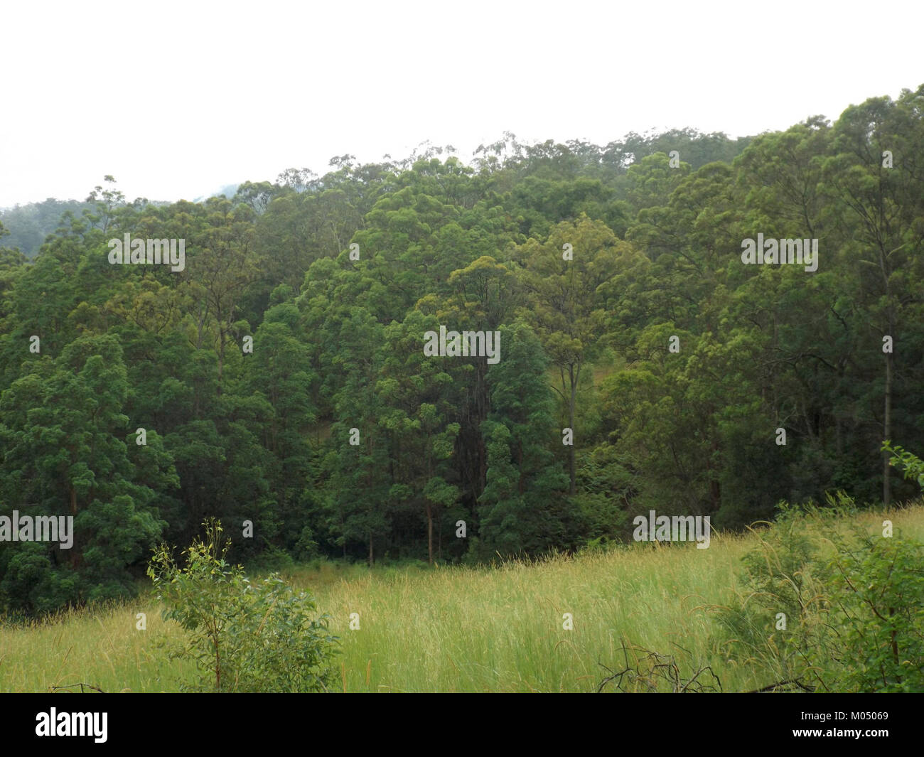 Numinbah Valley High Resolution Stock Photography and Images - Alamy