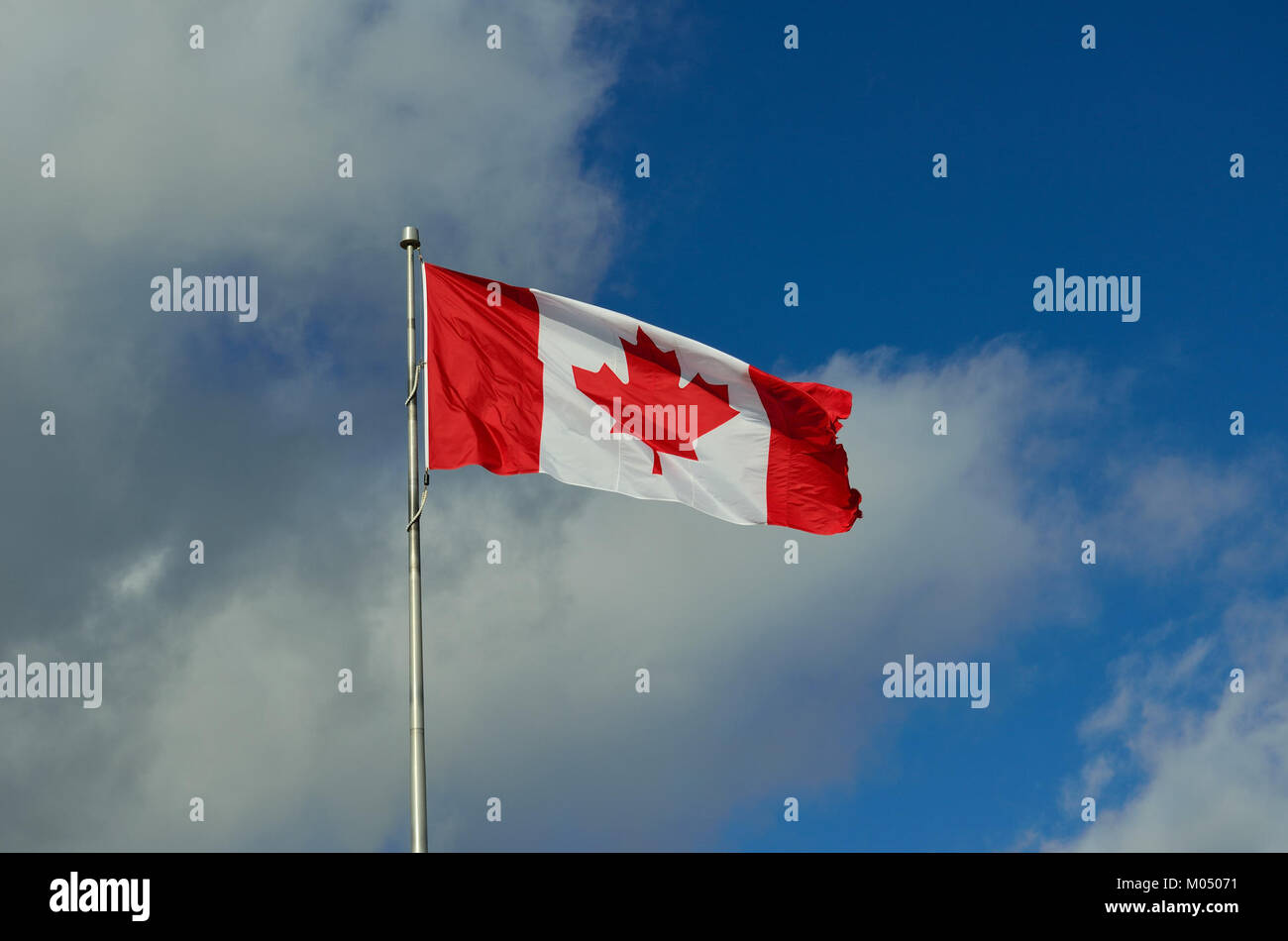 The Canadian flag, also known as the Maple Leaf, is the national flag ...