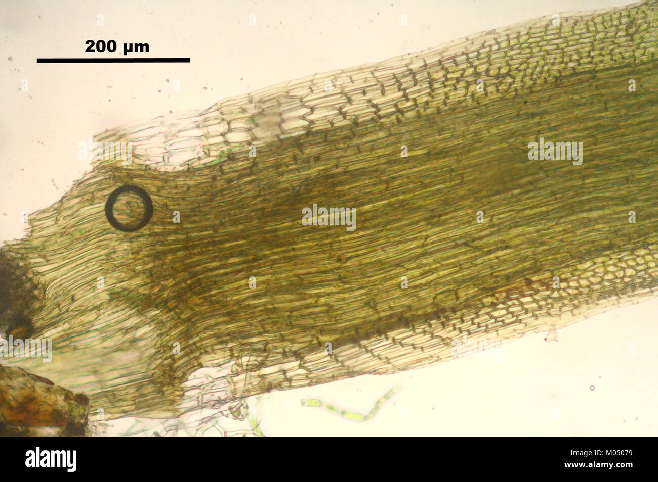 Campylopus subulatus is a species of moss known for its distinctive ...