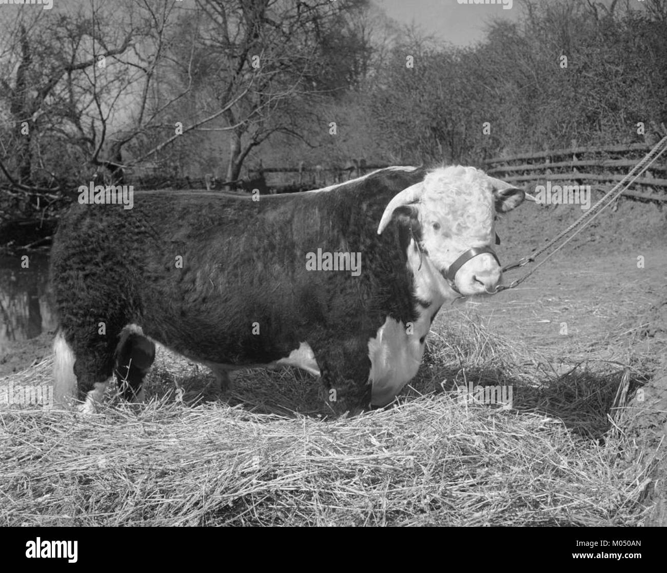 This image depicts a bull in a field, a common agricultural scene ...