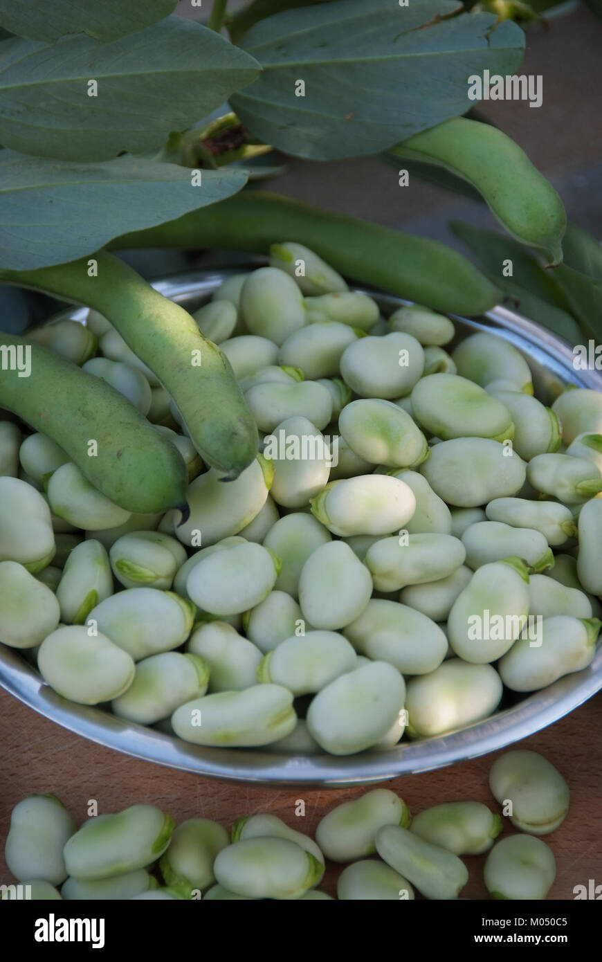 A close-up image or reference to the broad bean, specifically cataloged ...