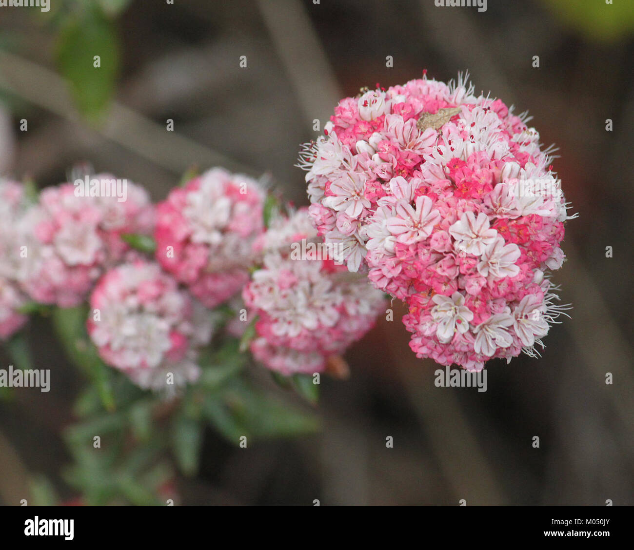 Native buckwheat species hi-res stock photography and images - Alamy