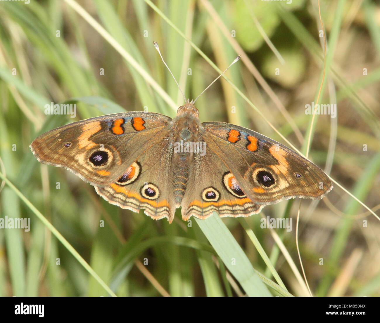 Entomology buckeye butterfly hi-res stock photography and images - Alamy