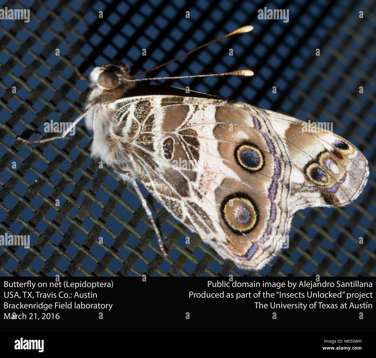 Butterflys anatomy hi-res stock photography and images - Alamy
