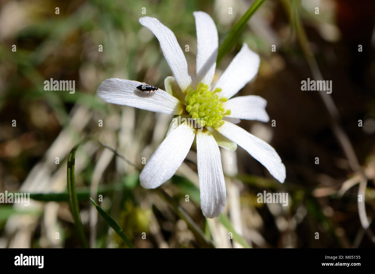 Callianthemum anemonoides, commonly known as the anemone-leaved ...