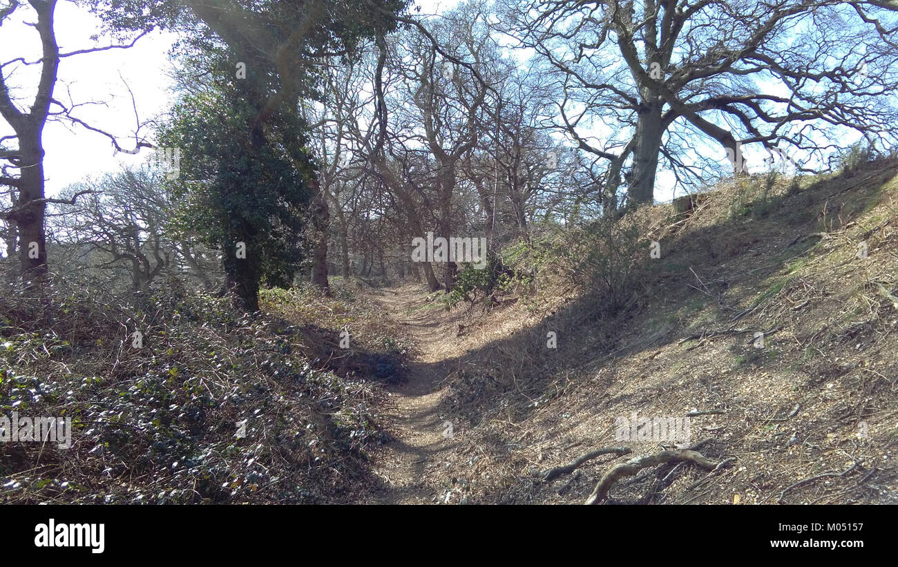 The Buckland Rings are an ancient prehistoric hillfort located in the ...