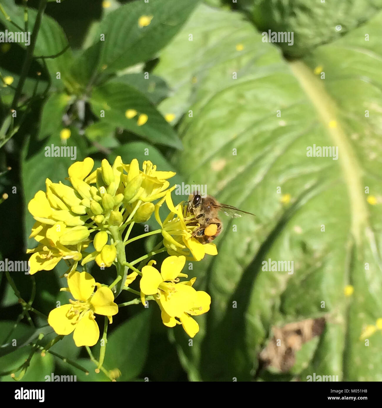 Brassica juncea, commonly known as mustard, grows alongside Apis ...
