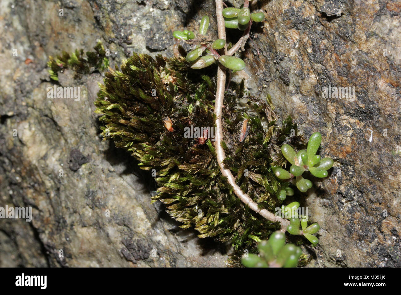 Bryum alpinum is a species of moss found in alpine and arctic regions ...
