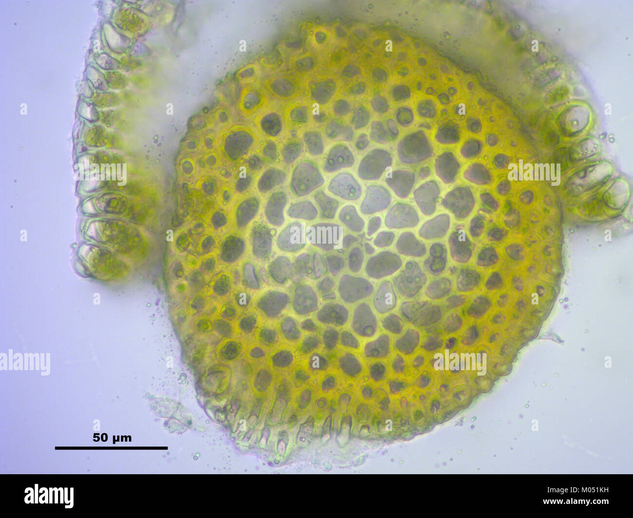 A specimen of Campyliadelphus chrysophyllus, a species of moss ...