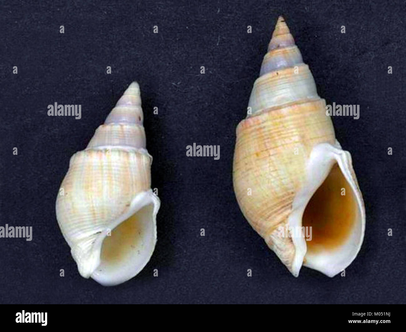 Bullia annulata hi-res stock photography and images - Alamy