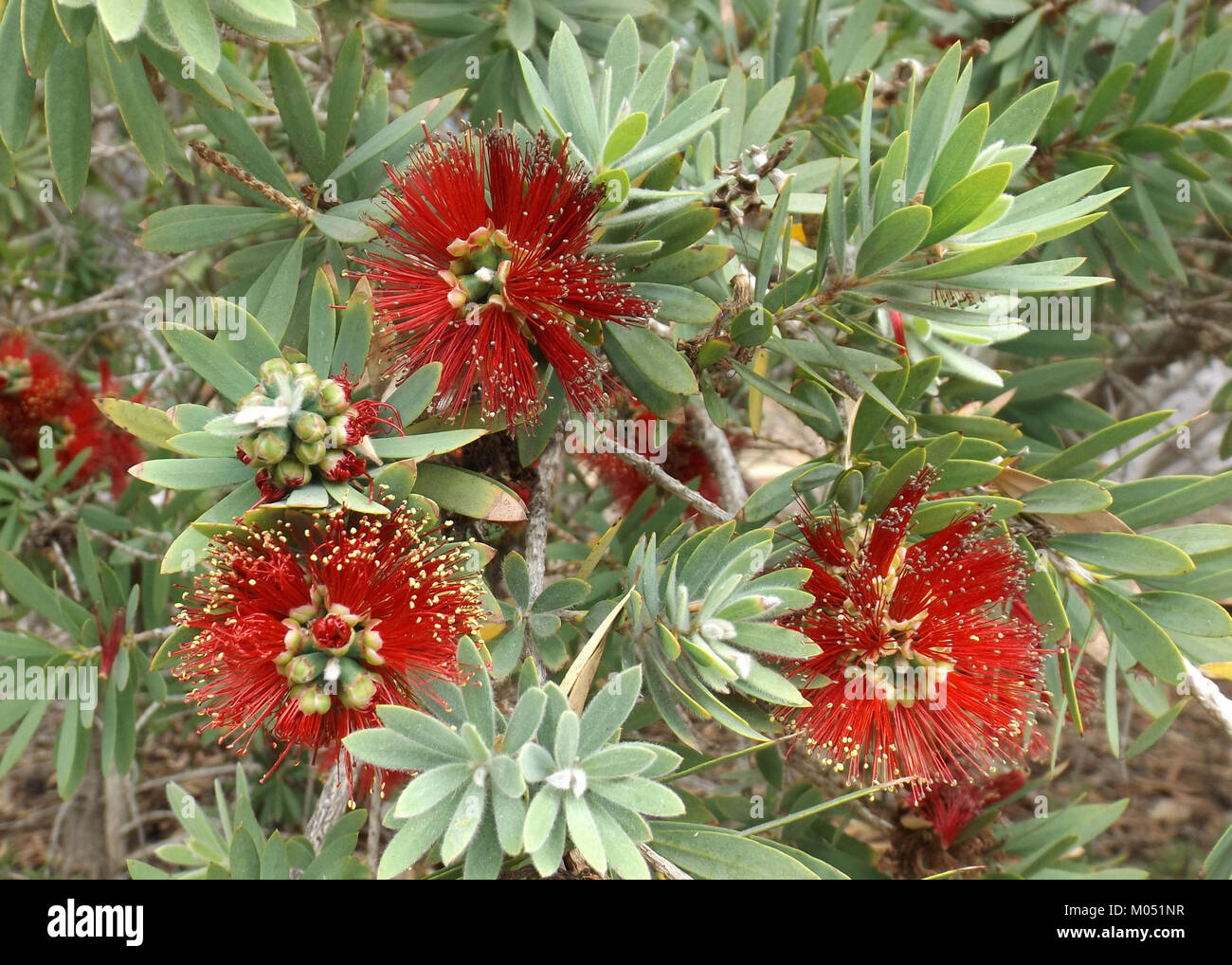 Callistemon 'Little John' is a compact evergreen shrub known for its ...