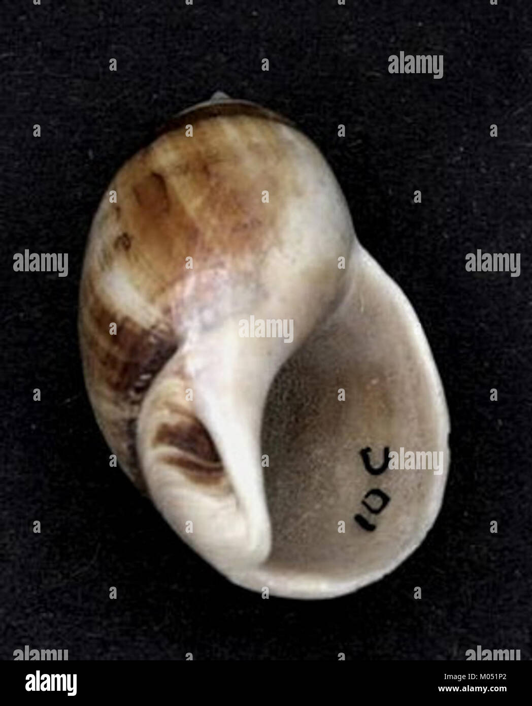 A scientific illustration of the marine gastropod Bullia laevissima ...