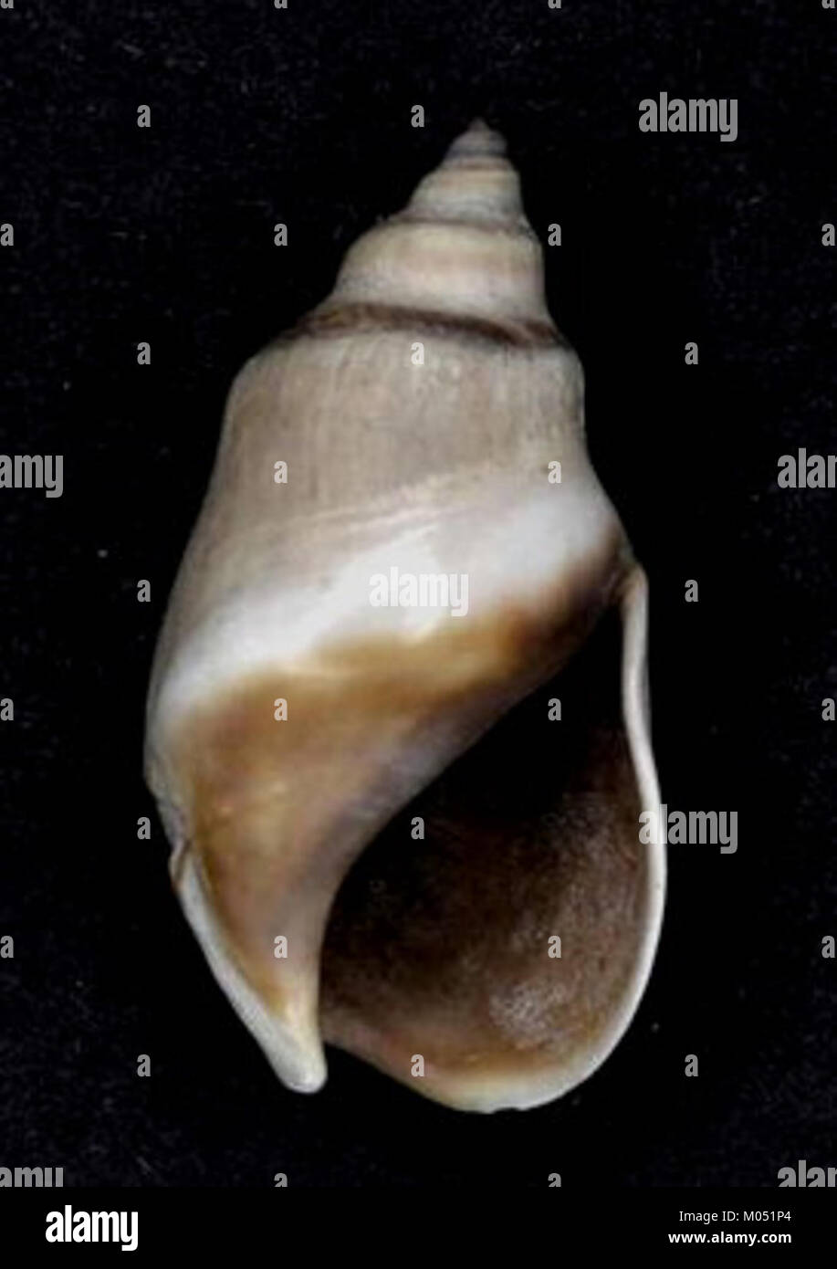 Various sea snail species hi-res stock photography and images - Alamy