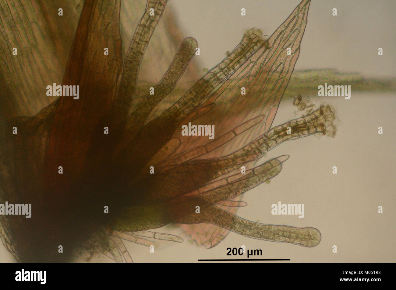 Bryum pallens is a species of moss known for its distinctive ...