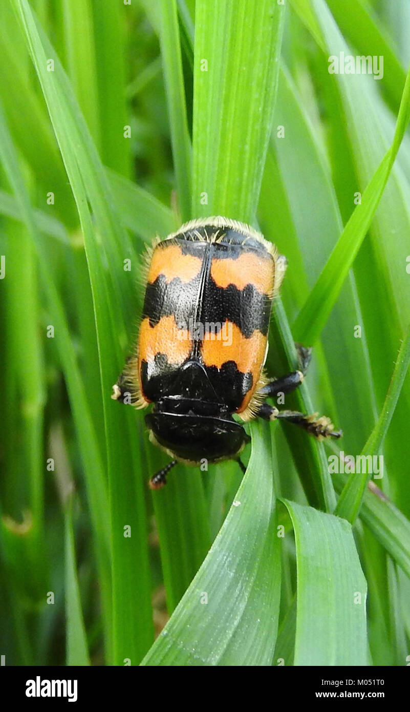 The burying beetle is a species known for its unique behavior of ...