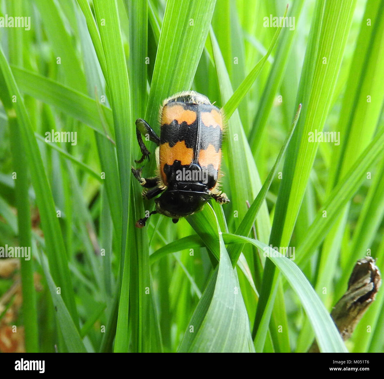 The burying beetle, known for its role in decomposing organic matter ...