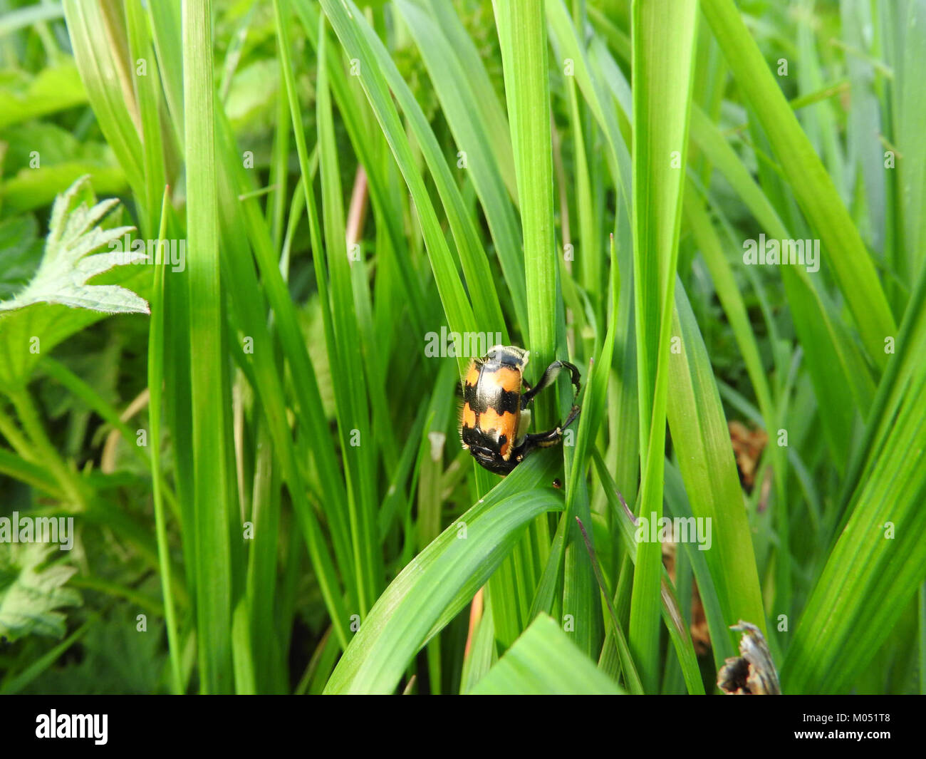 The Burying Beetle is an insect species known for its behavior of ...