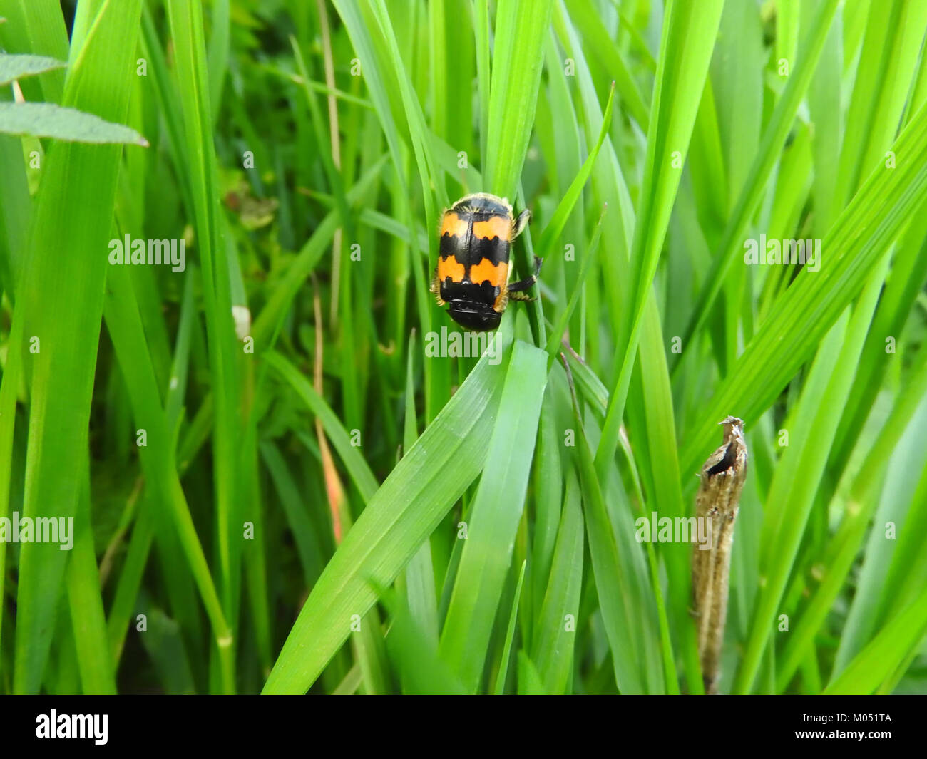 Burying beetle insect species hi-res stock photography and images - Alamy