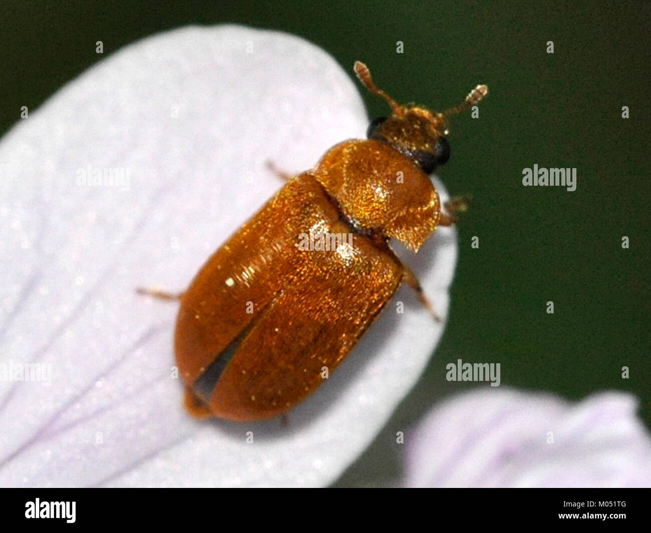 Byturus ochraceus is a species of beetle belonging to the family ...