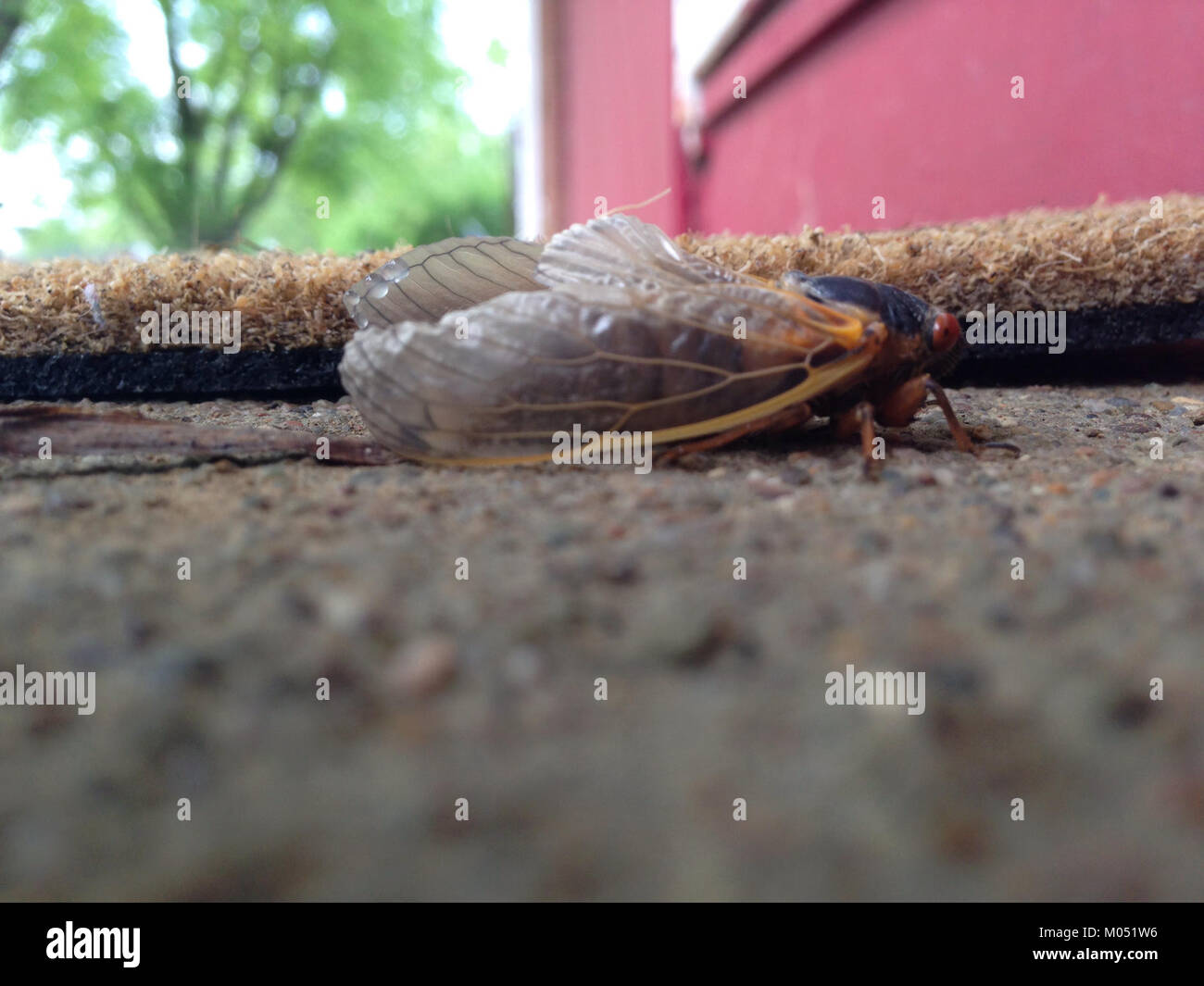 Brood V refers to a group of 17-year periodical cicadas that emerge in ...