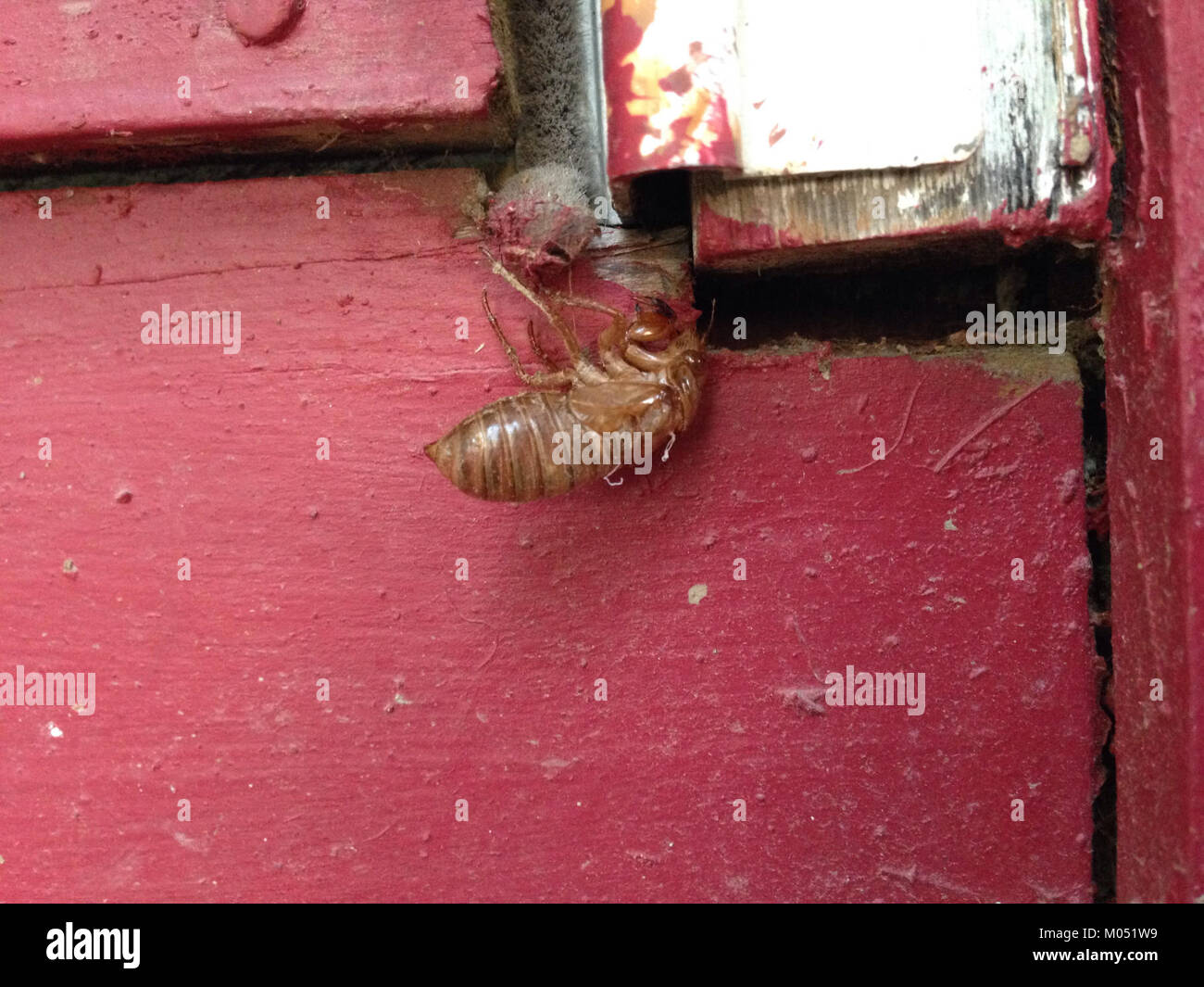 Brood V is a group of 17-year periodical cicadas, which emerge in ...