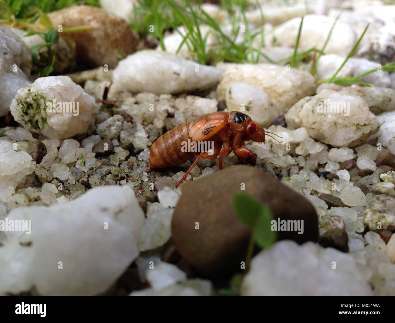 Brood V refers to a group of 17-year periodical cicadas, known for ...