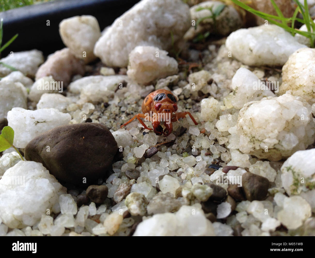 Brood V refers to a group of 17-year periodical cicadas (Magicicada ...