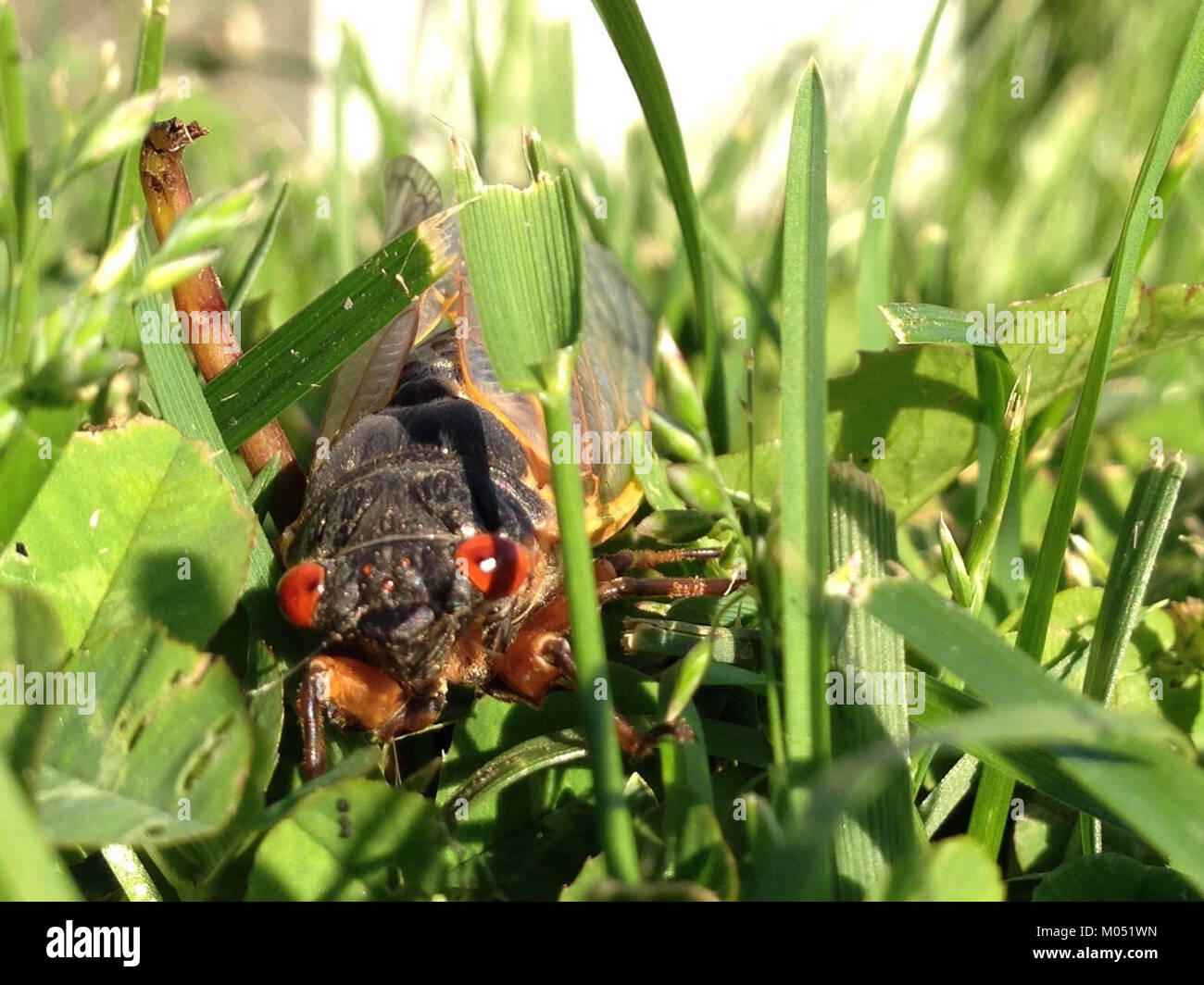 Brood V refers to a group of periodical cicadas that emerge every 17 ...
