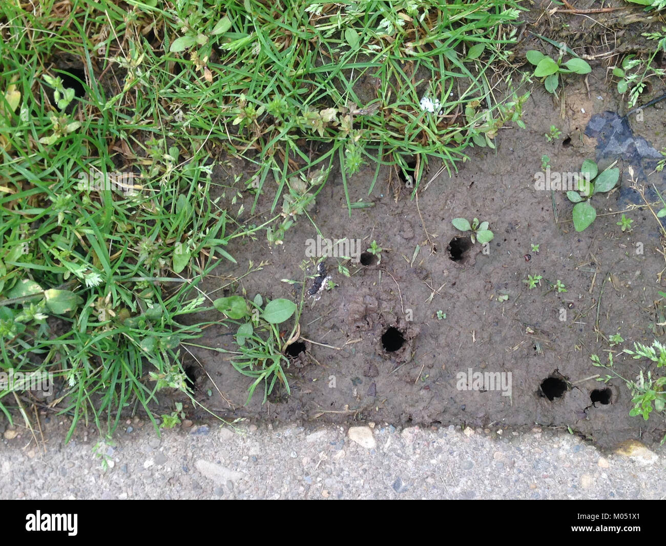 Brood V consists of periodical cicadas that emerge every 17 years in ...