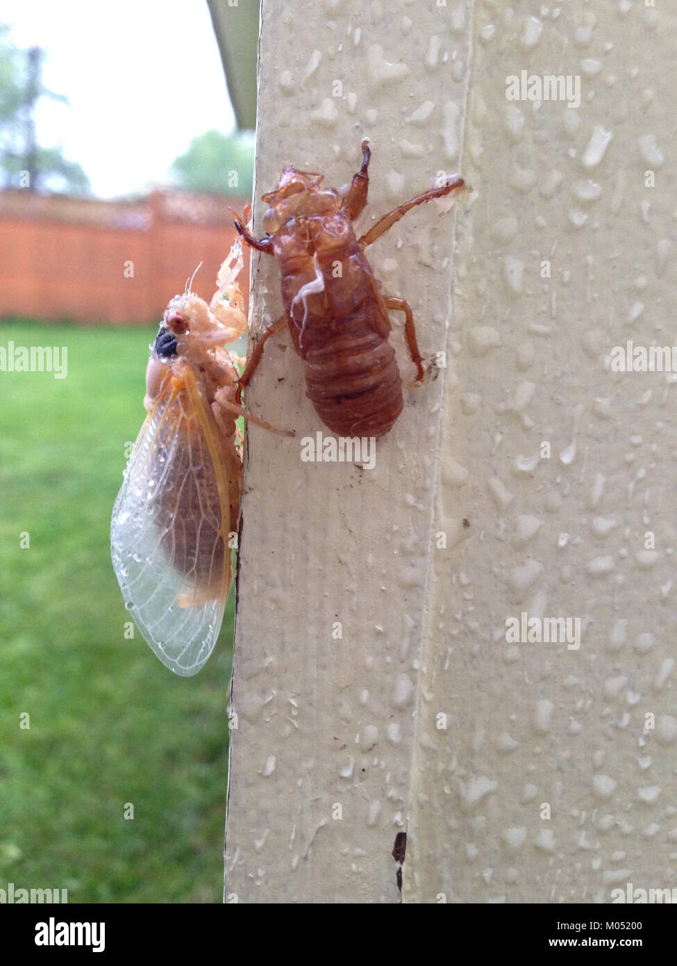 Brood V of Magicicada, a group of periodical cicadas, emerges once ...