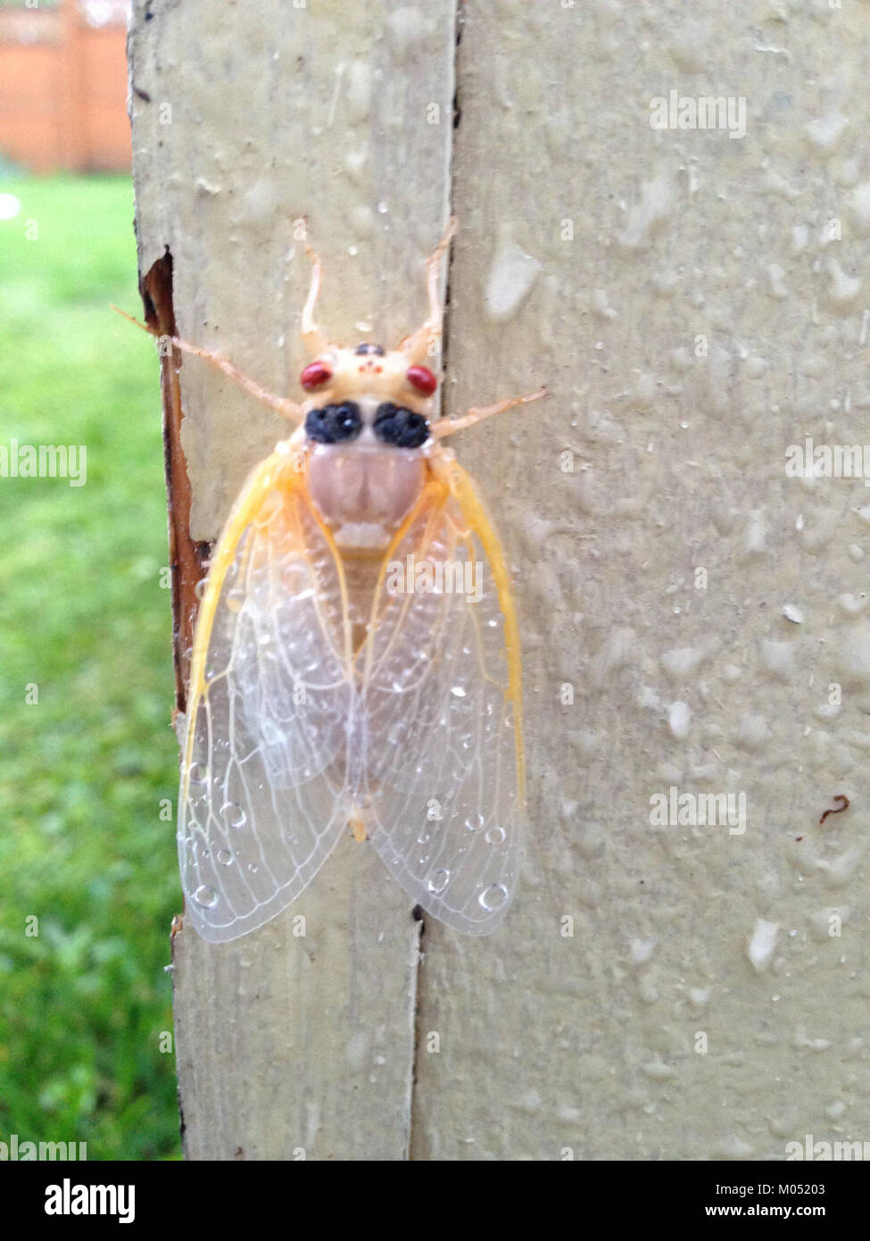 Brood V is a group of periodical cicadas that emerge every 17 years in ...