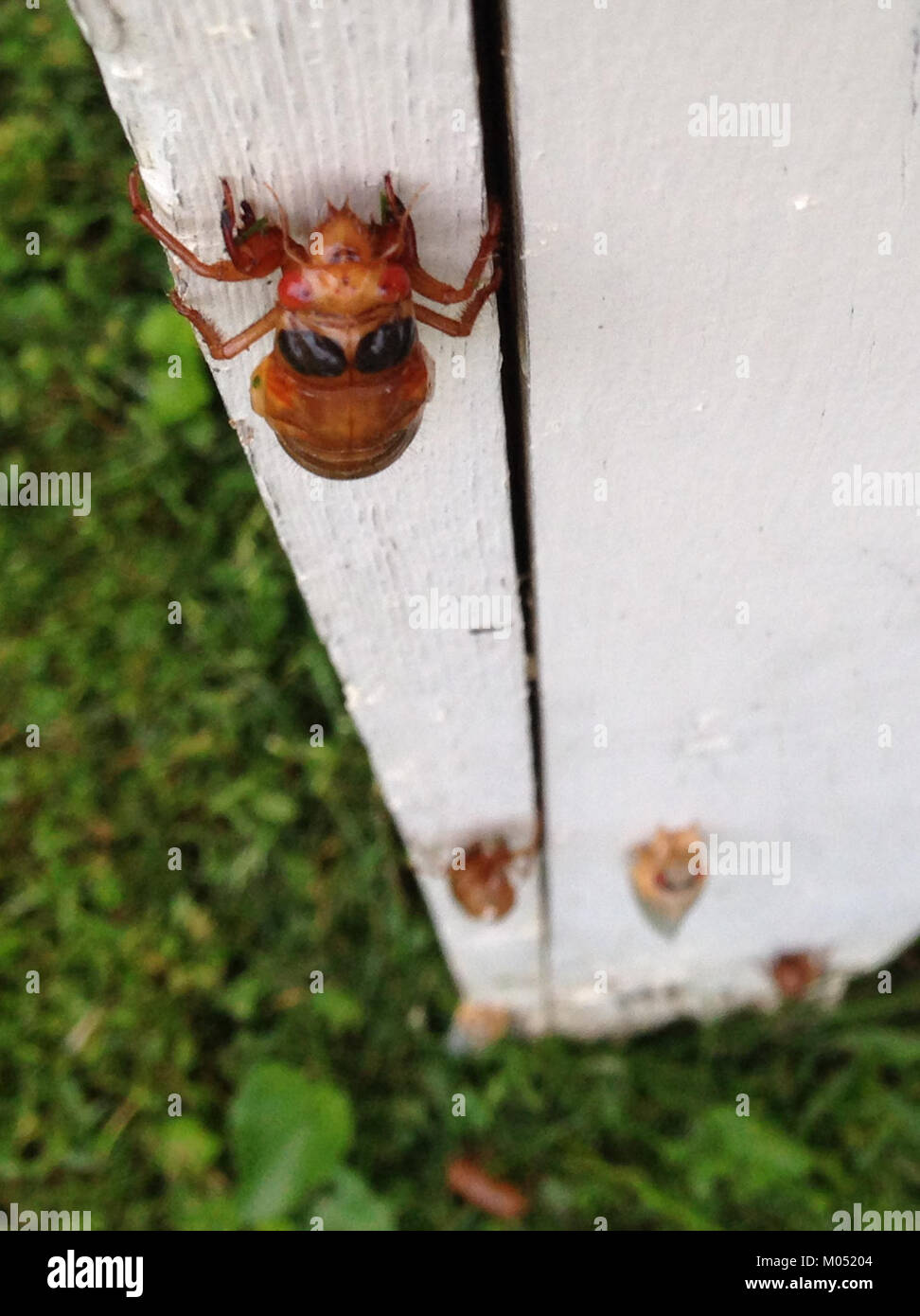 This image captures a brood of 17-year periodical cicadas, specifically ...