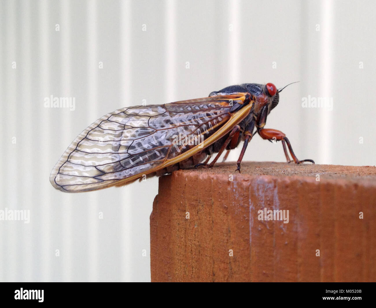 Brood V refers to a group of 17-year periodical cicadas, scientifically ...
