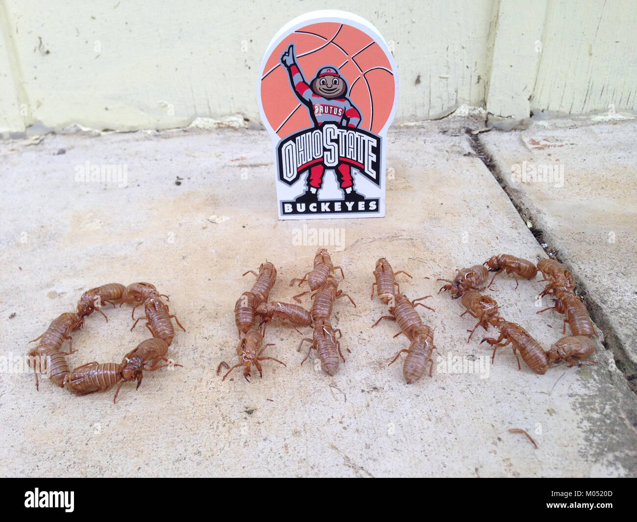 Brood V is a group of 17-year periodical cicadas that emerge in ...