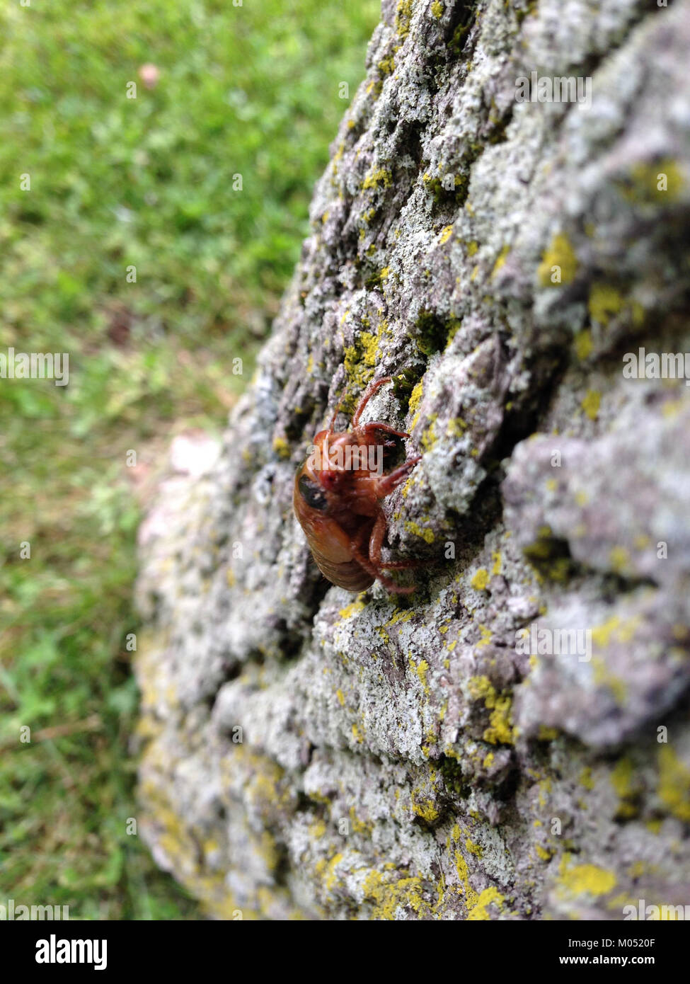 Brood V refers to a specific group of periodical cicadas, Magicicada ...