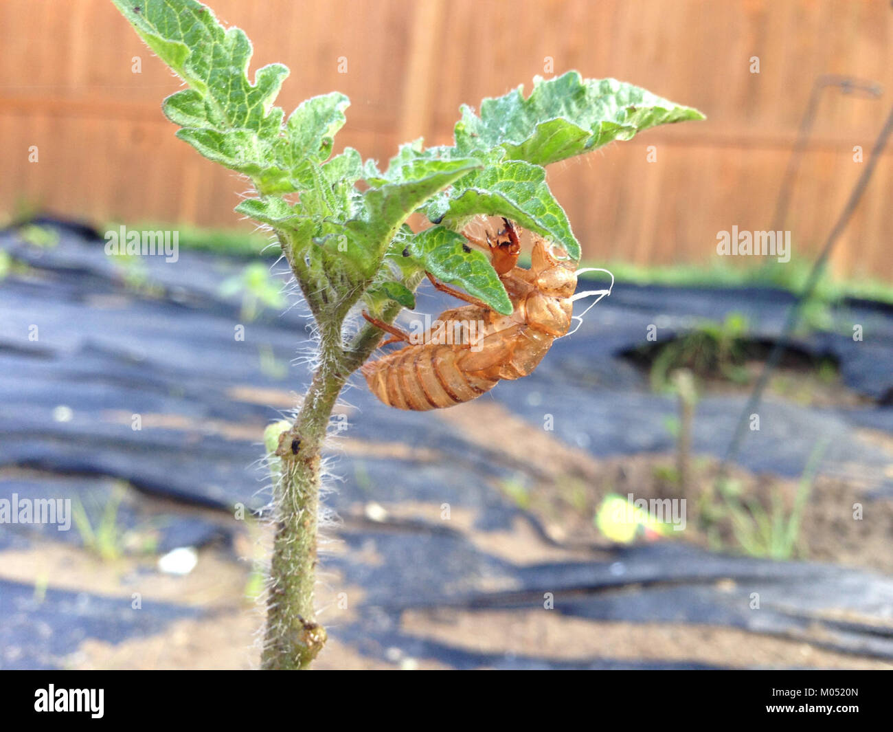 Brood V 17 year Magicicada periodical cicadas (27020706082 Stock Photo ...