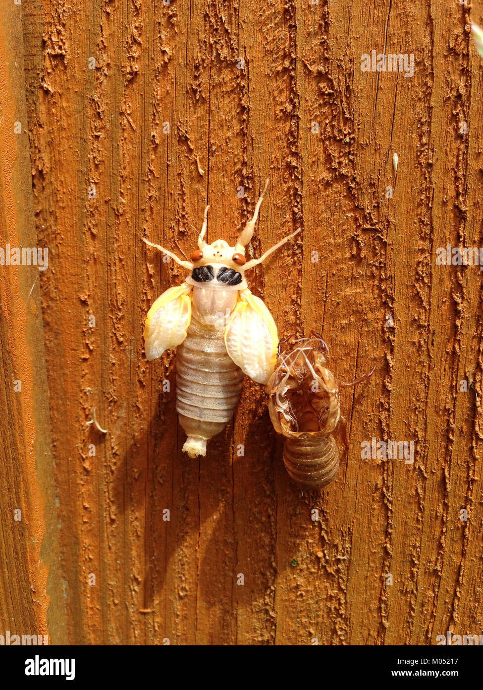 Brood V of the 17-year periodical cicadas, known for their synchronized ...