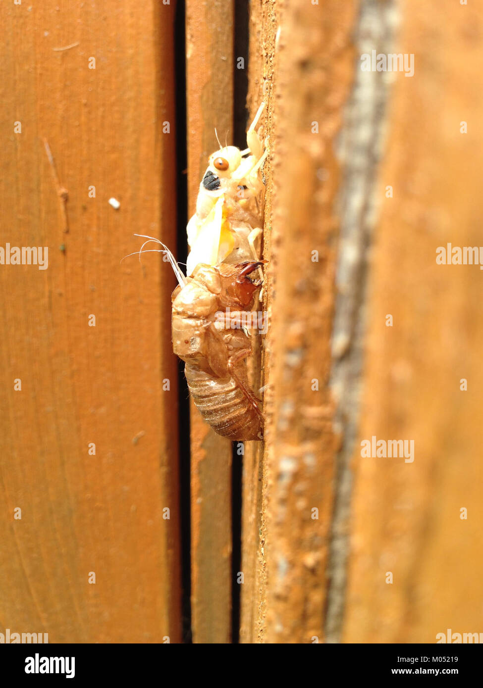 Brood V of the 17-year periodical cicadas is a significant phenomenon ...