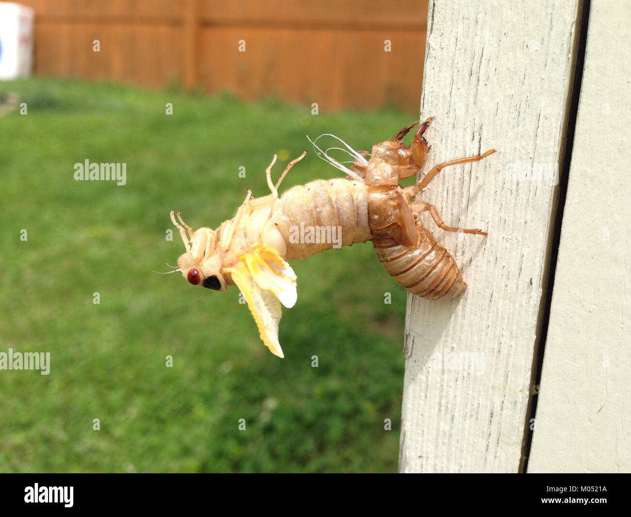 The image features Brood V, a group of 17-year periodical cicadas ...