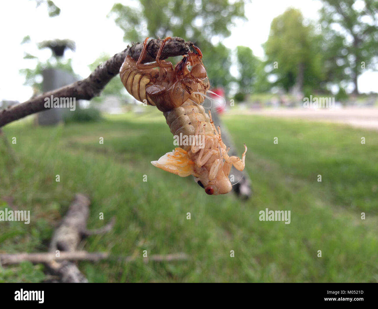 Brood V refers to a specific group of 17-year periodical cicadas that ...