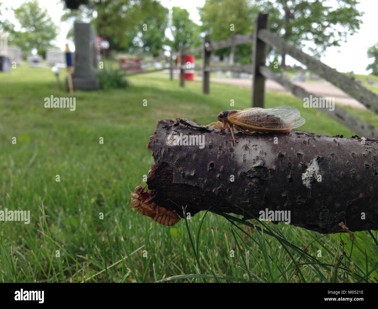 Brood V of the 17-year Magicicada periodical cicadas is a group of ...