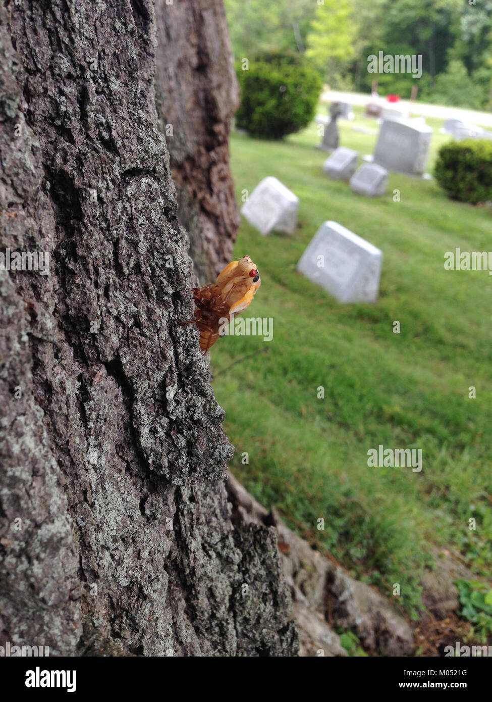 Brood V 17 year Magicicada periodical cicadas (26531222473 Stock Photo ...