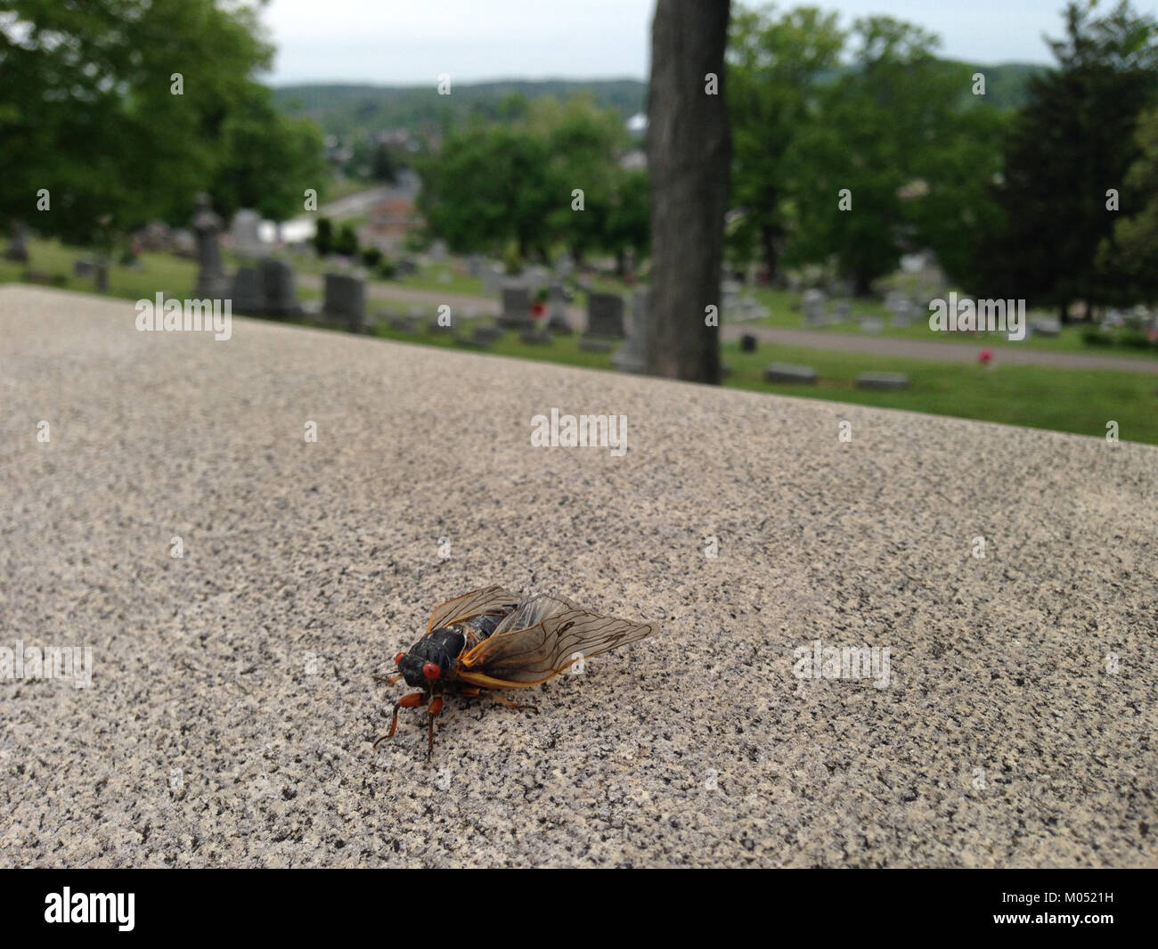 Brood V 17 year Magicicada periodical cicadas (26861023160 Stock Photo ...