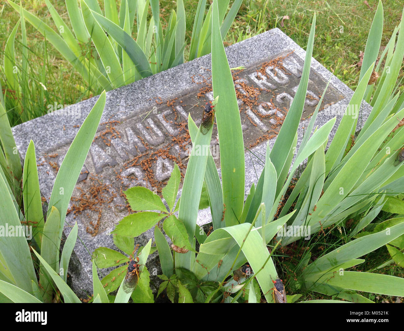 Brood V refers to a group of 17-year periodical cicadas, known for ...