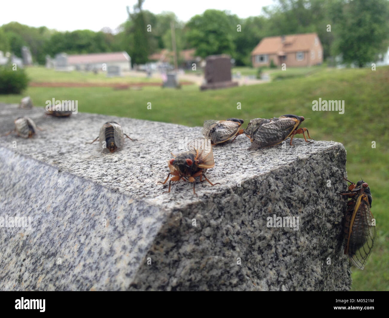 Cicadas 17 years hi-res stock photography and images - Alamy