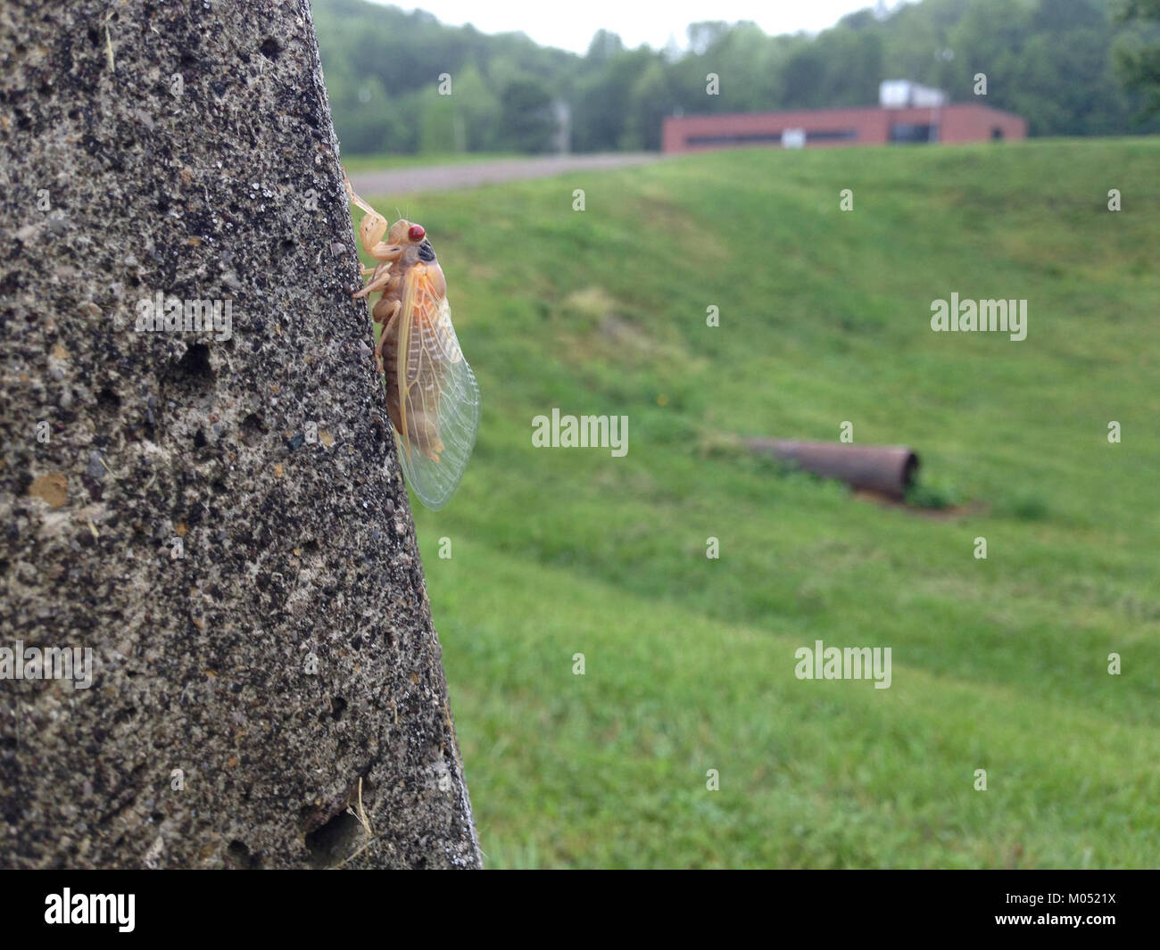 Cicada emergences hi-res stock photography and images - Alamy